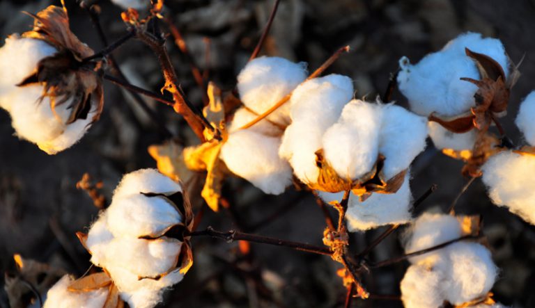 How Natural Fabrics Can Make Your Life Better How Natural Fabrics Can Make Your Life Better