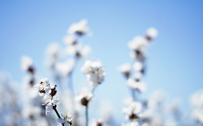 What is Bunting? Definition with Examples